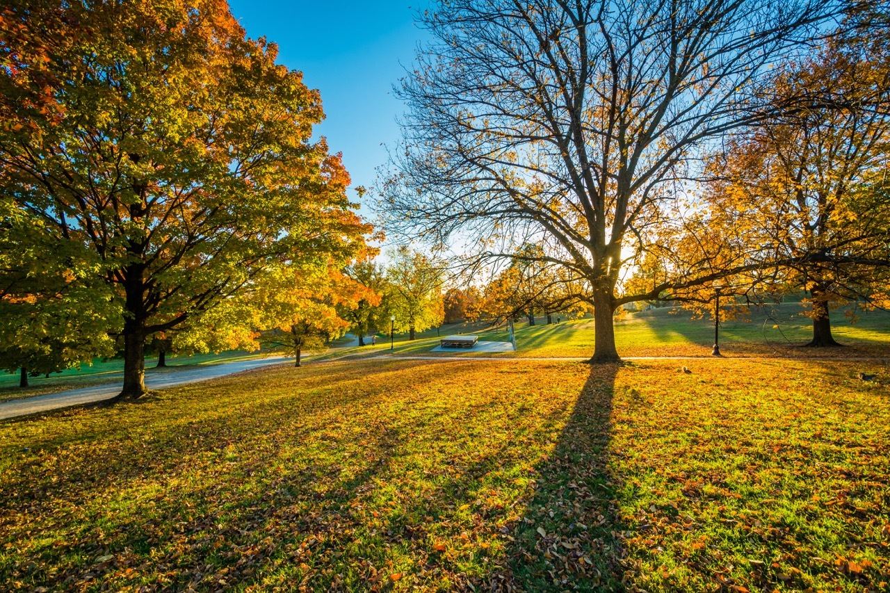 Baltimore in Blooming Color: Best Fall Foliage Walks & Festivals